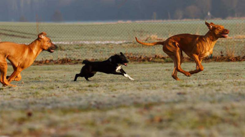 Dogs Institut - Rund um den Hund | top10berlin