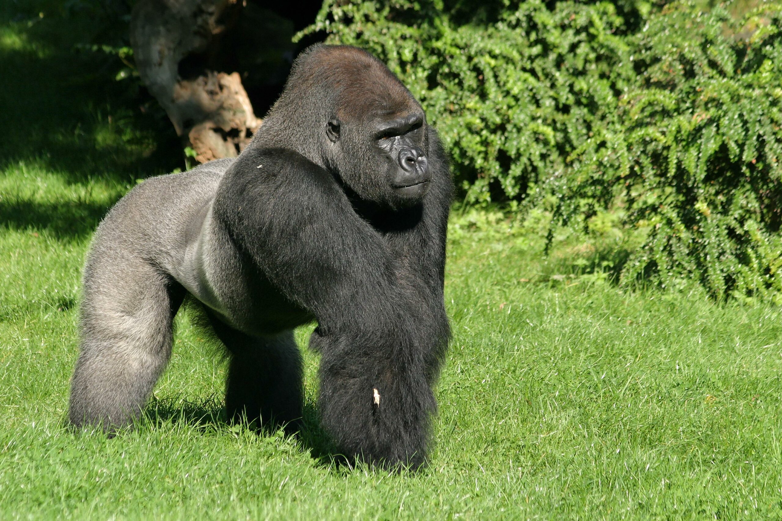 Zoo Berlin - Must See Sights and Attractions | top10berlin