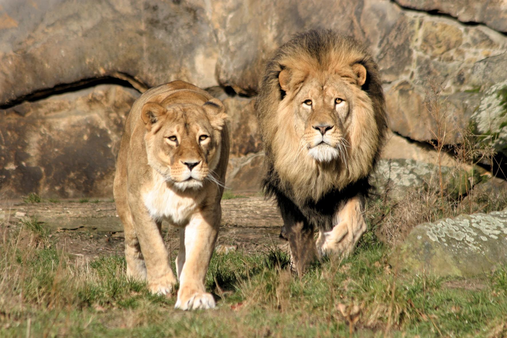 Zoo Berlin - Must See Sights and Attractions | top10berlin